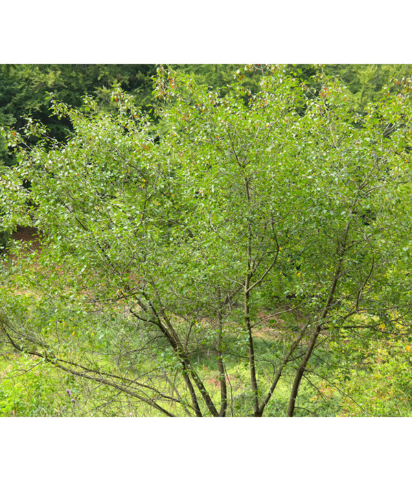 Faulbaum von Dehner für 5,99 € ansehen!