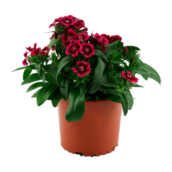 GARDENLINE Staude / Sommerblume von ALDI Nord ansehen!