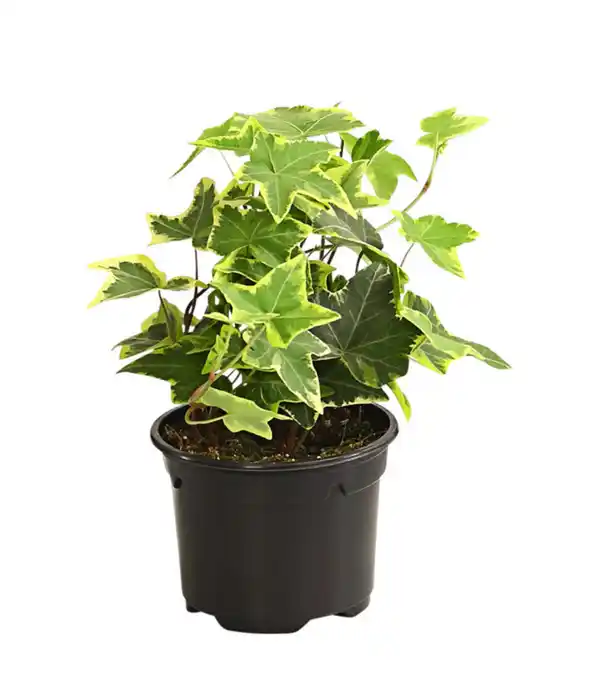 Efeu - Hedera helix, verschiedene Sorten von Dehner ansehen!